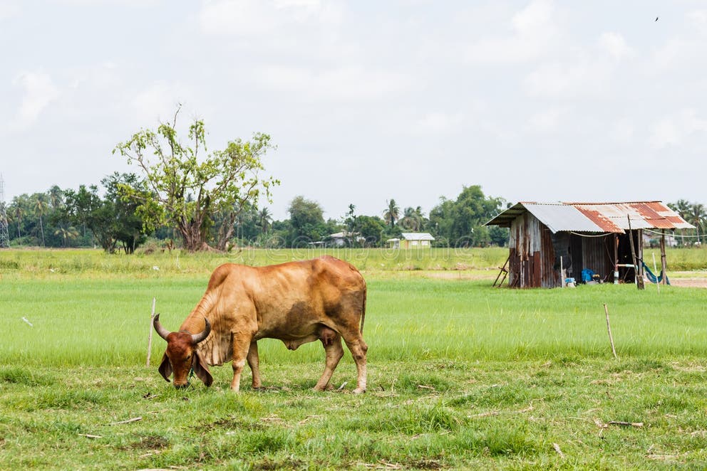 Cow stock image. Image of elbow, grass, green, food, agriculture - 41615505