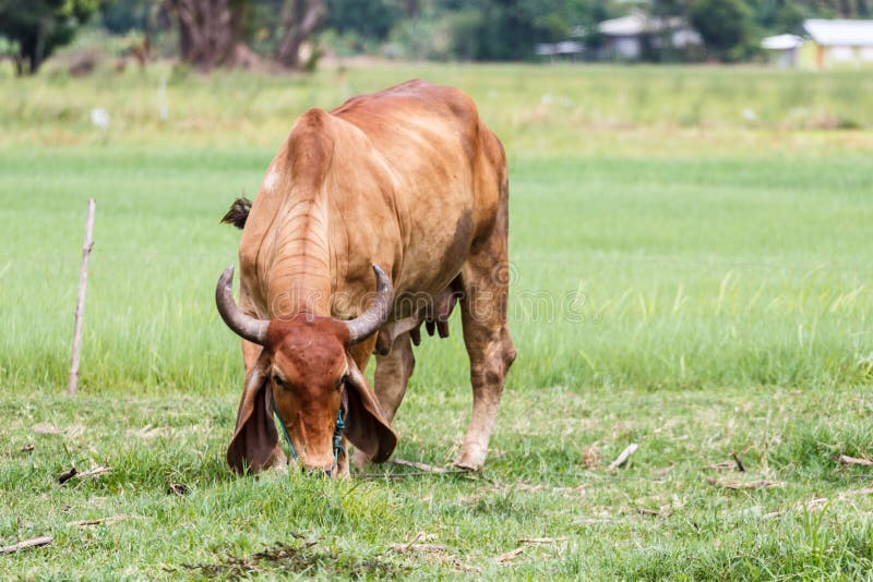 Cow stock photo. Image of animal, industry, career, elbow - 41616052