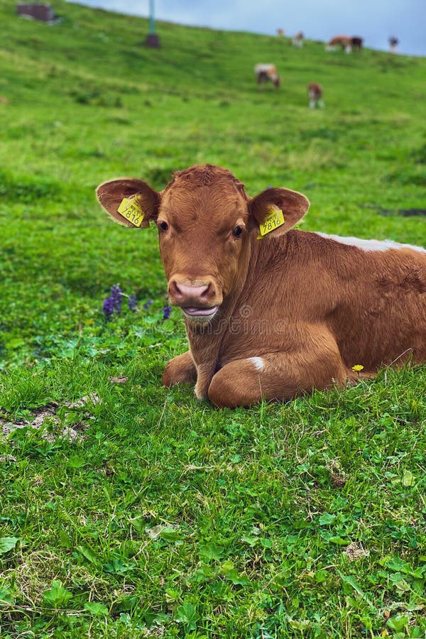Cow editorial photo. Image of velika, planina, slovenia - 268380281
