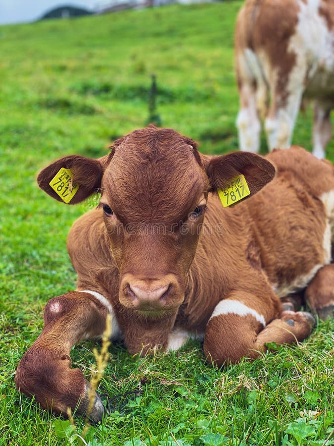 Cow editorial stock image. Image of velika, planina - 268380284