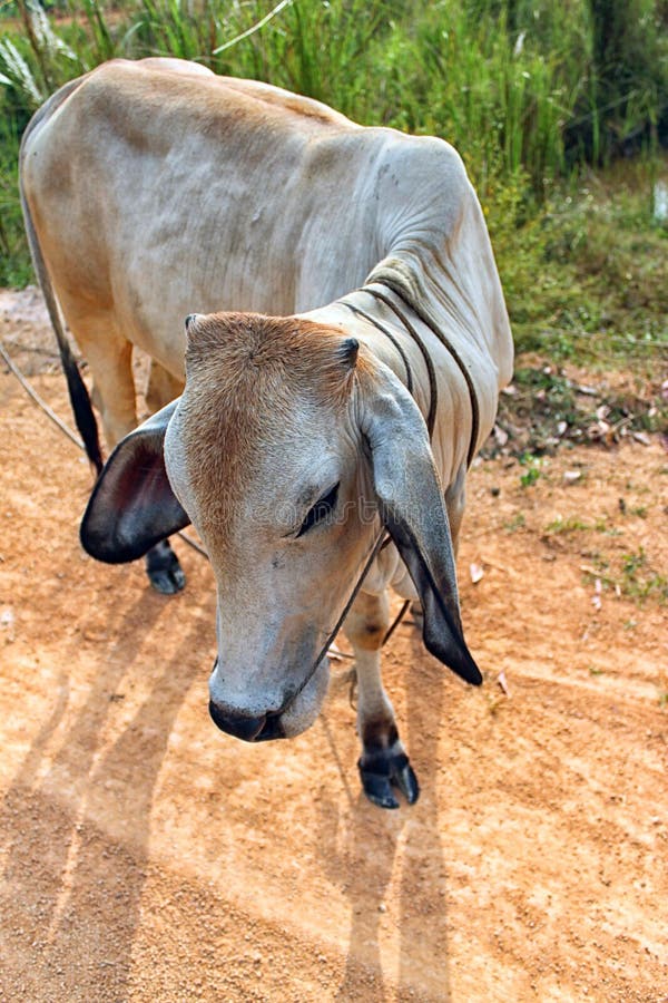 Cow stock photo. Image of livestock, farm, fauna, wildlife - 67536164