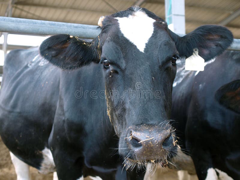 Cow in cowshed stock image. Image of stall, holstein, agriculture - 7607597