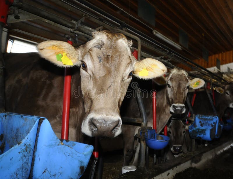 Cow in cowshed on farm stock photo. Image of farm, building - 219720226