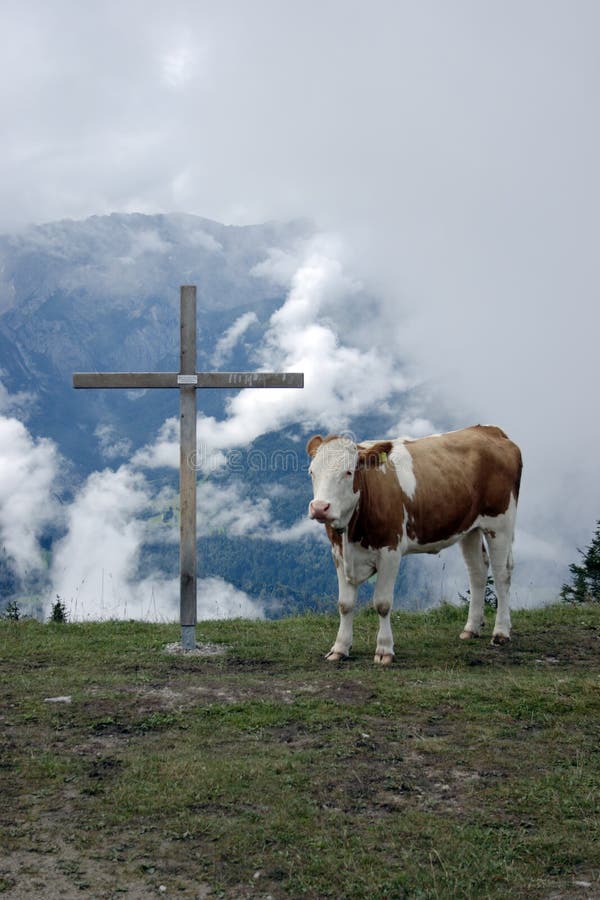 Cow and the cross 2 stock image. Image of faith, stood - 1169981