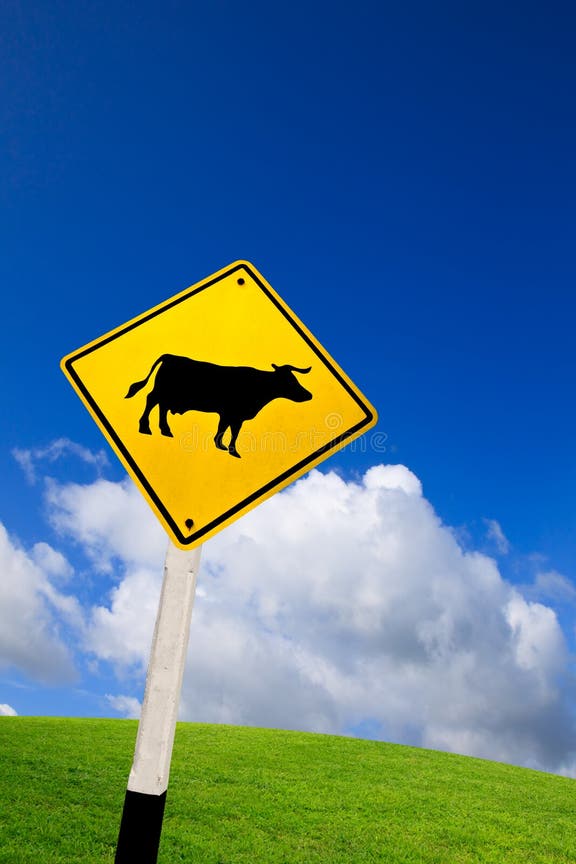 Cow cross road stock image. Image of buffalo, glossy - 20828347