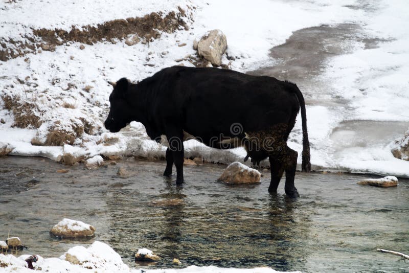 Cow Crossing the River in Winter Stock Photo - Image of captures, farm ...