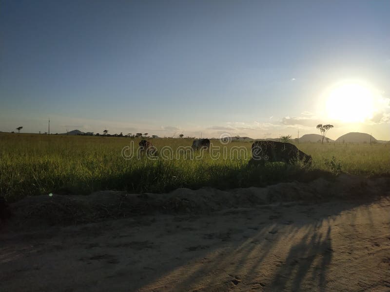 Cow and cub stock photo. Image of farm, grazing, calf - 138160520