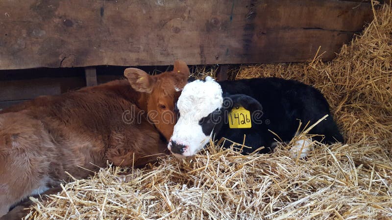 Cow cuddles stock image. Image of farm, cuddles, barn - 73884475