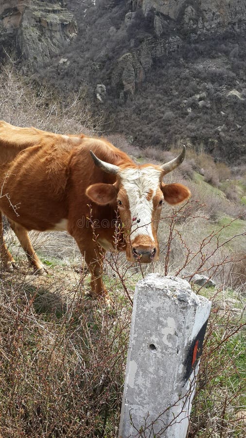 Cow at the curb. stock photo. Image of pillar, chipped - 103809122