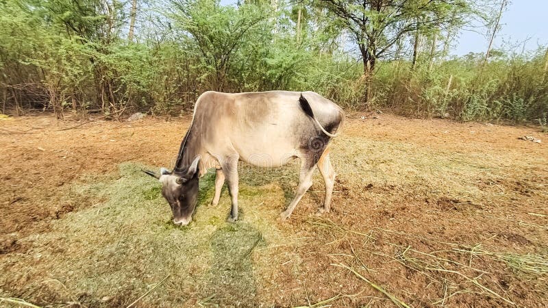 Cow. Cute Cow Standing in Greenery Stock Photo - Image of cute, animal ...