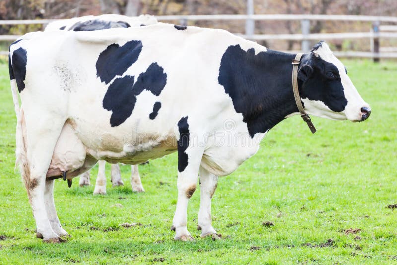 Dairy cattle stock image. Image of isolated, dairy, milk - 54659877