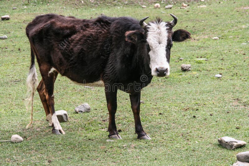 The Cow in Danba,sichuan,china Stock Image - Image of animal, landscape ...