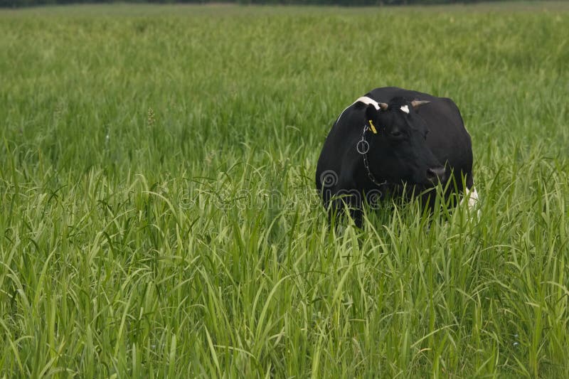 A cow in deep grass. stock photo. Image of farming, grazing - 30576156