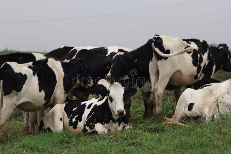 Cow desa cattle diary farm stock photo. Image of field - 256788304
