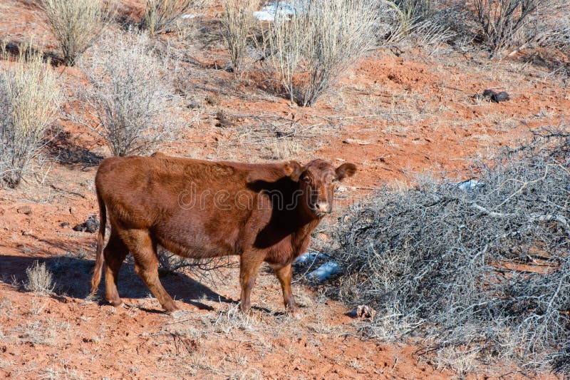 Cow in desert stock photo. Image of desolate, desert, bovidae - 8842782