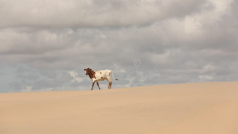 Cow in the Desert Kenya Africa Stock Video - Video of bull, nature ...