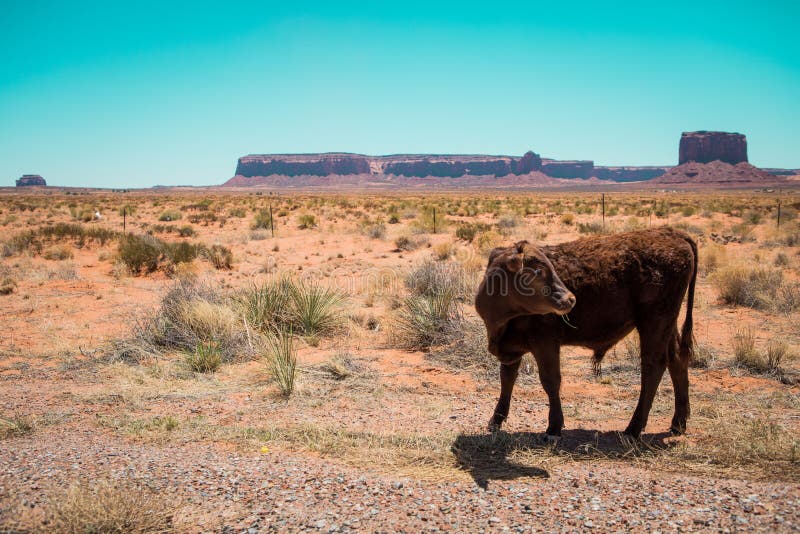 Cow in the desert stock photo. Image of desert, cattle - 122711562