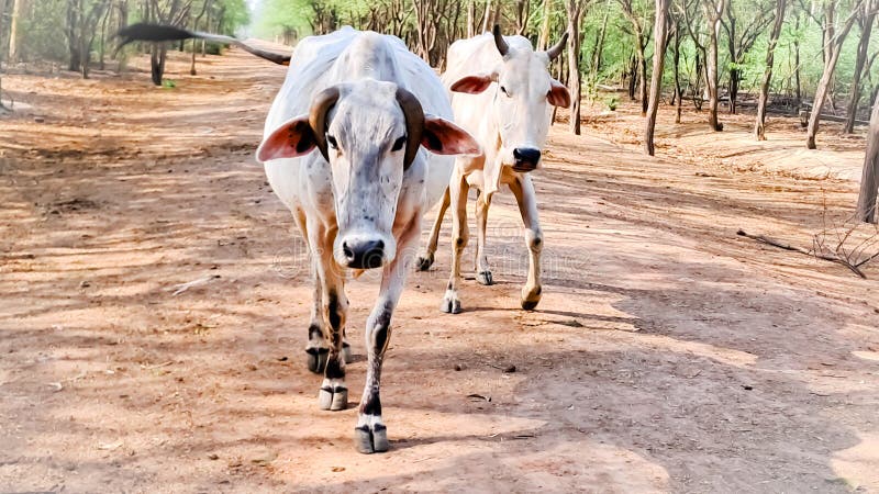 Cow Desi. Indian Desi Cows stock image. Image of desi - 323745971