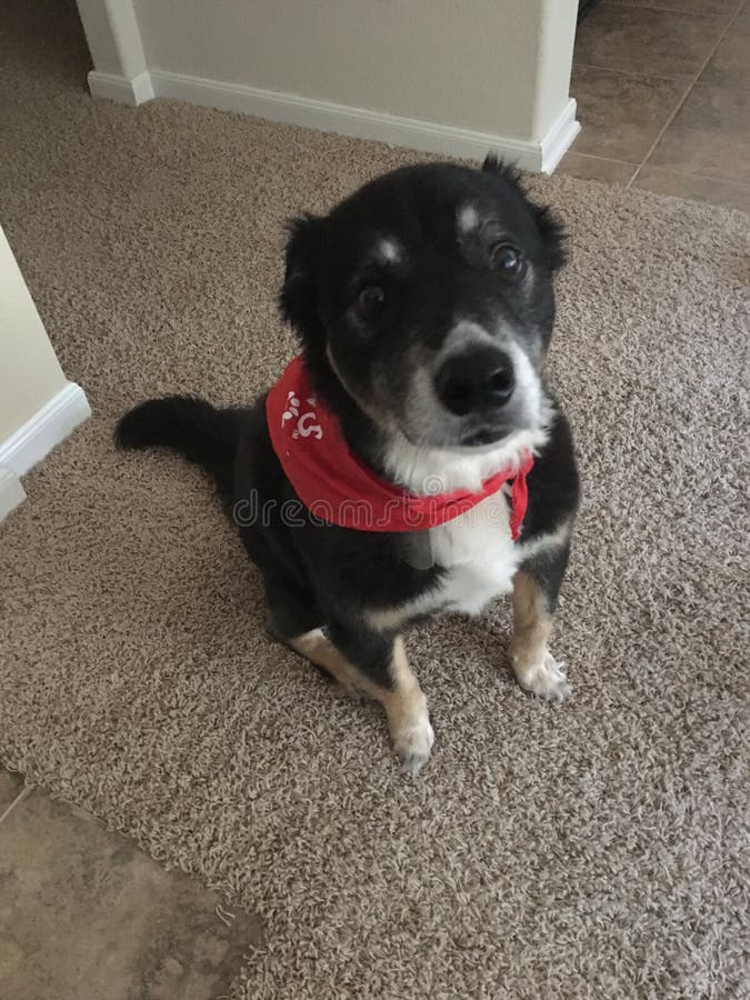 Cow dog stock image. Image of collie, border - 92690863