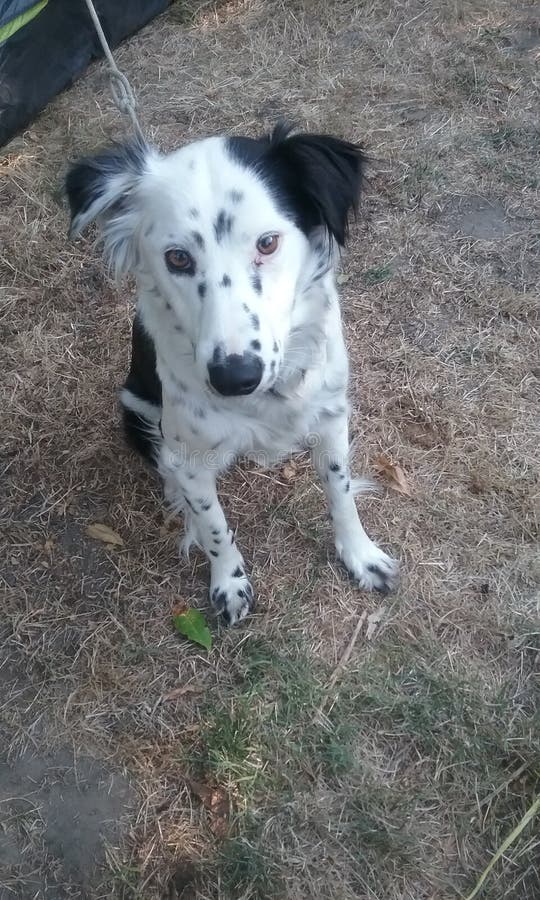Cow dog stock image. Image of ranch, life, bordercolli - 88593071