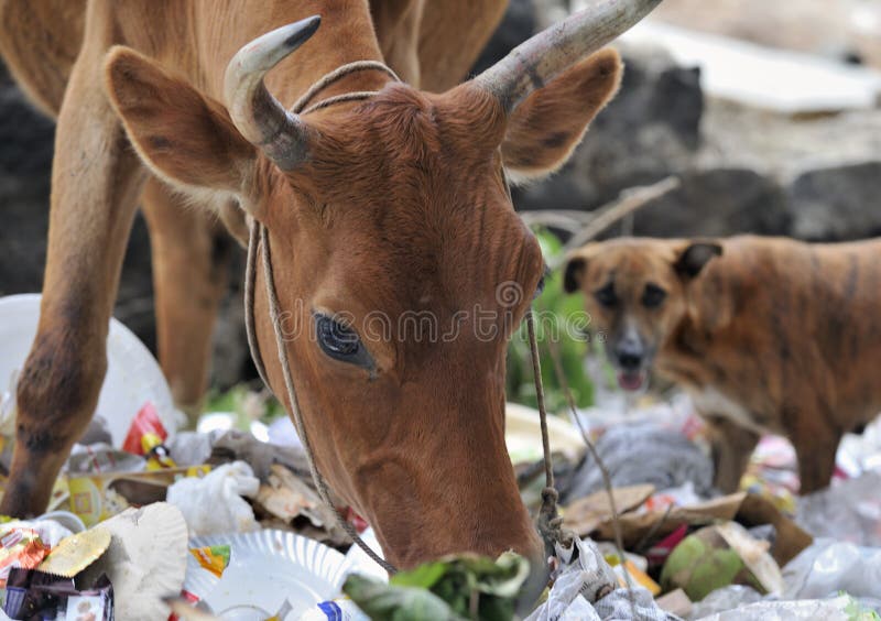 Cow and Dog Scavenging Food Stock Photo - Image of rubbish, eating ...