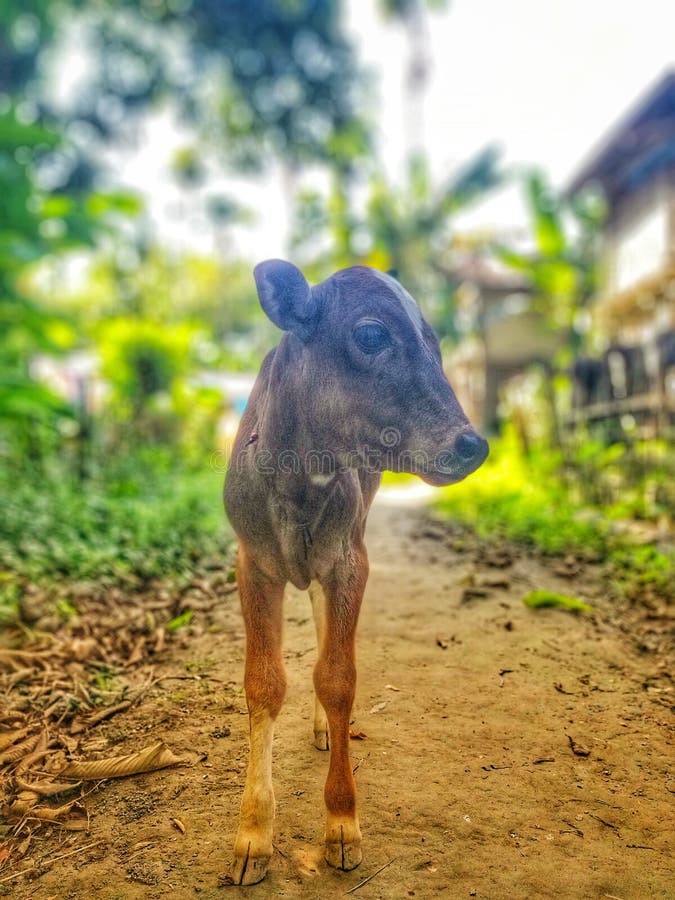 Cow ,domestic little cow stock image. Image of little - 199470799