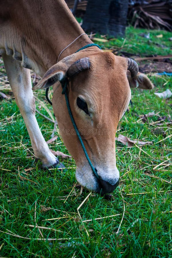 Cow stock photo. Image of asia, farm, meat, life, agriculture - 36769148