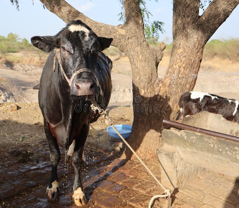 A Cow Drenched in Water after Bath Stock Image - Image of jersey ...