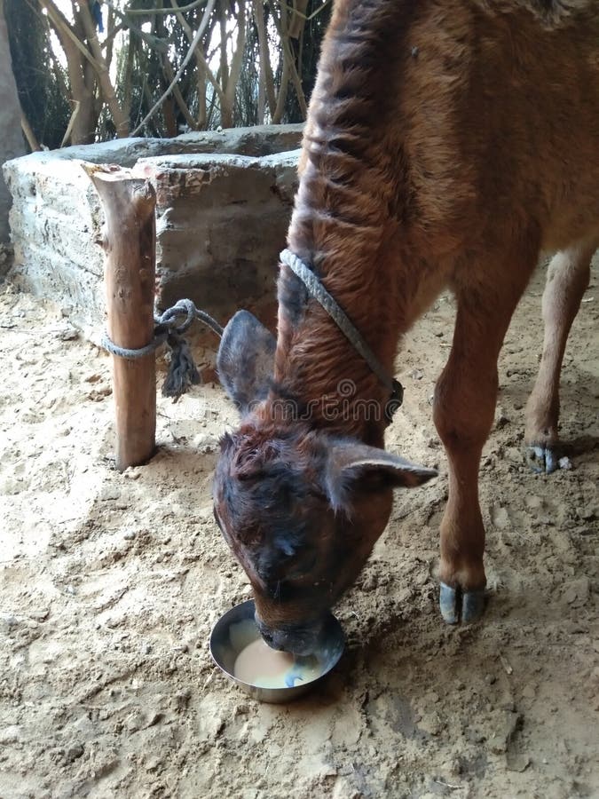Cow drink tea in a bowl stock photo. Image of bowl, neck - 168015652