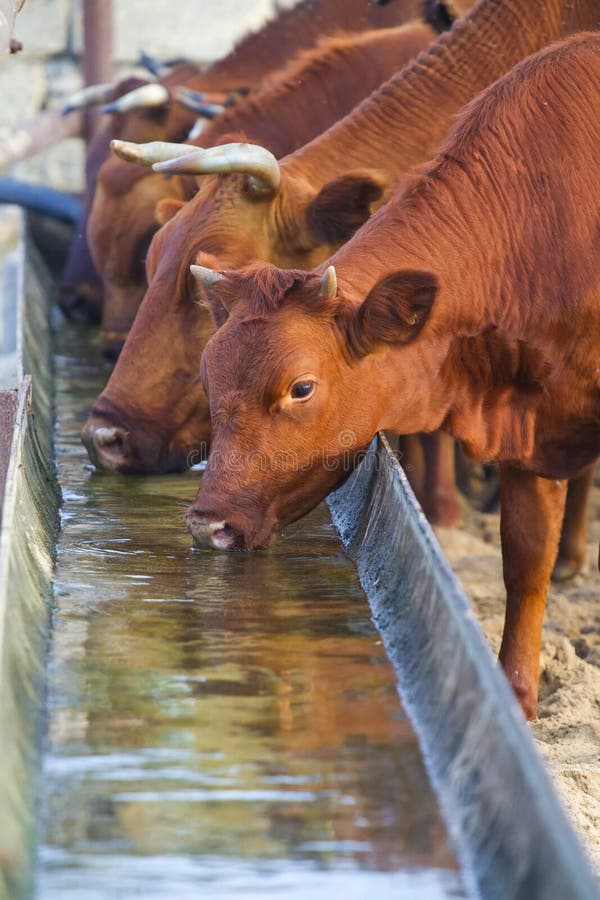 Baby cow drinking water. stock image. Image of bull, domestic - 54658831