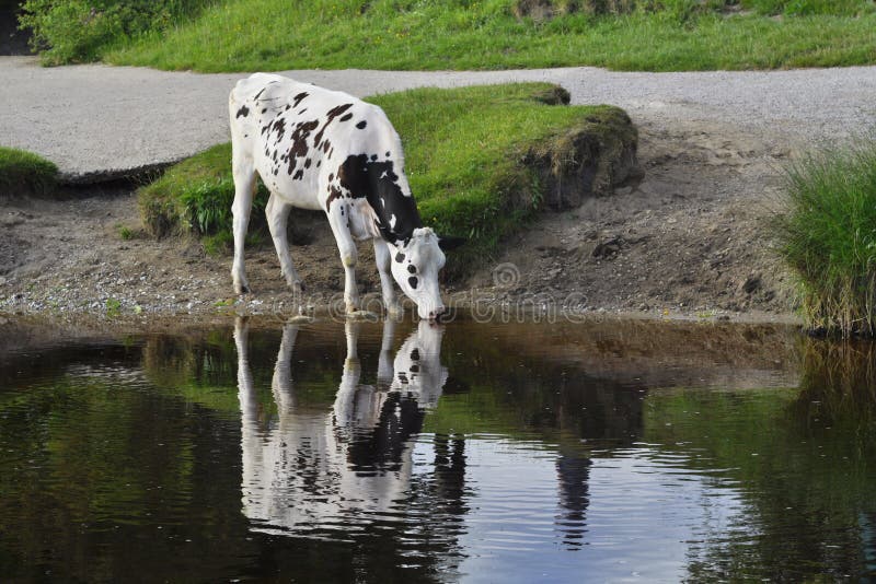 Cow Drinking from Pond, Lake or River Stock Photo - Image of animal ...