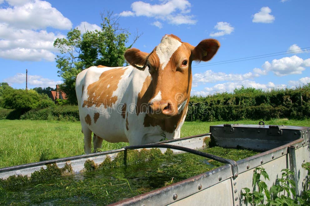 Cow at drinking trough stock photo. Image of butter, milk - 5669530