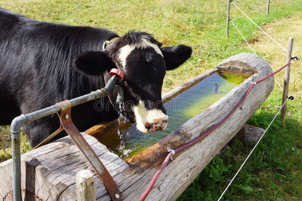 Cow stock image. Image of calf, alps, pasture, faucet - 60401159