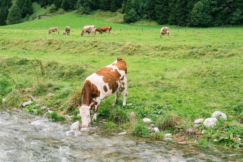 Cow is Drinking Water by River in Pasture Stock Photo - Image of field ...