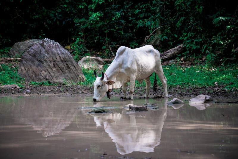 1,443 Cow Drinking Water Photos - Free & Royalty-Free Stock Photos from ...