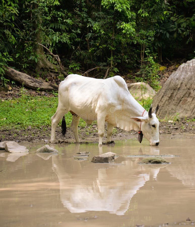 1,443 Cow Drinking Water Photos - Free & Royalty-Free Stock Photos from ...