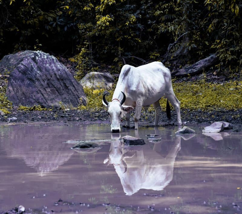 Cow drinking water stock photo. Image of landscape, rural - 55582396