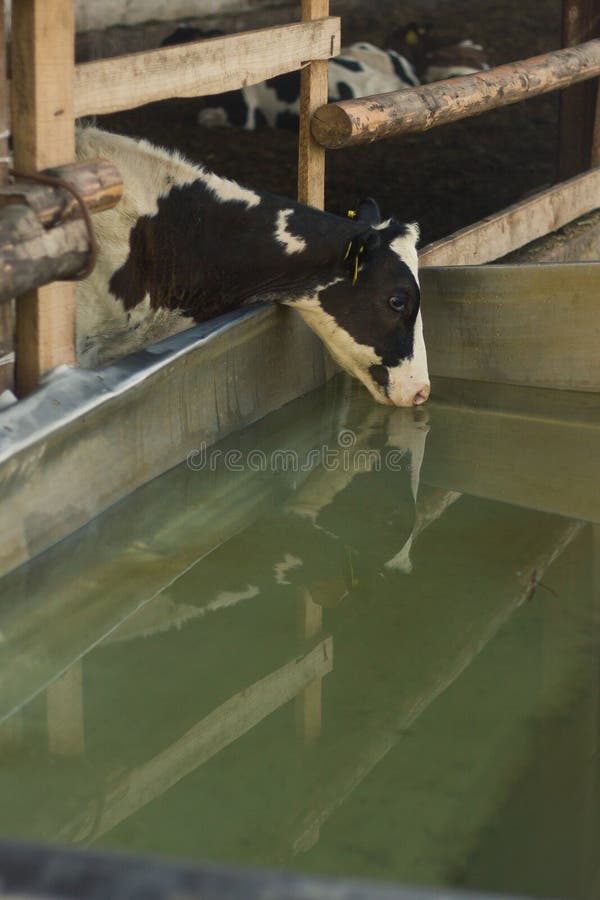 Cow drinking stock photo. Image of environment, breed - 79117842