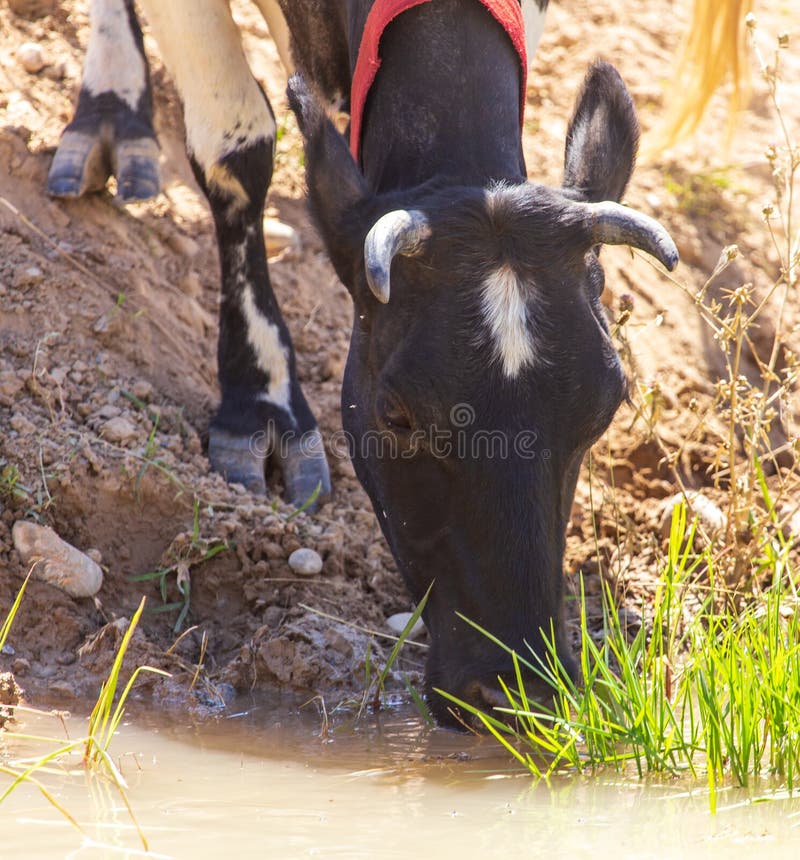 Cow Drinks Water from a Pond in Nature Stock Image - Image of village ...
