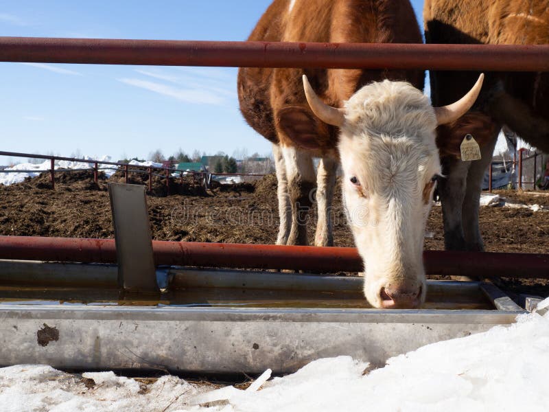 Cow stock photo. Image of tank, bull, brown, farming - 214860384