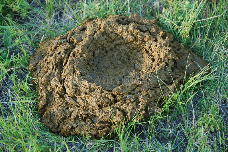 Cow dung stock photo. Image of fertilizer, excrement - 38171586