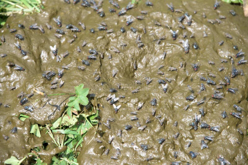 Cow Dung Covered Fly Stock Photos - Free & Royalty-Free Stock Photos ...