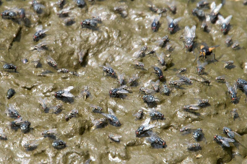 114 Cow Pat Field Stock Photos - Free & Royalty-Free Stock Photos from ...