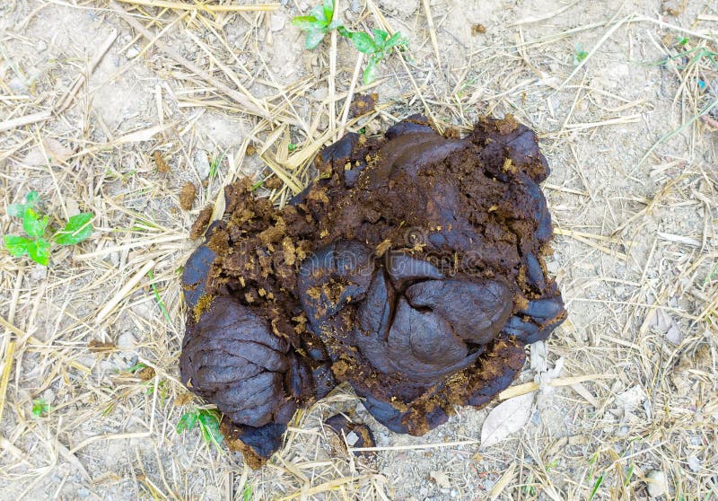 Cow dung with cow stock image. Image of excrement, matter - 52831077