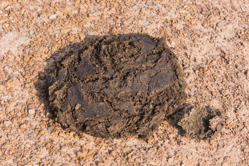 Cow dung stock image. Image of horse, droppings, feces - 46661531