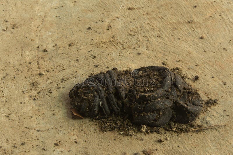 114 Cow Pat Field Stock Photos - Free & Royalty-Free Stock Photos from ...