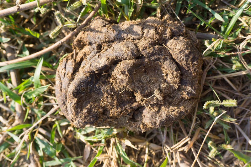 Cow Dung in Fields Prepare for Making Manure Stock Image - Image of ...