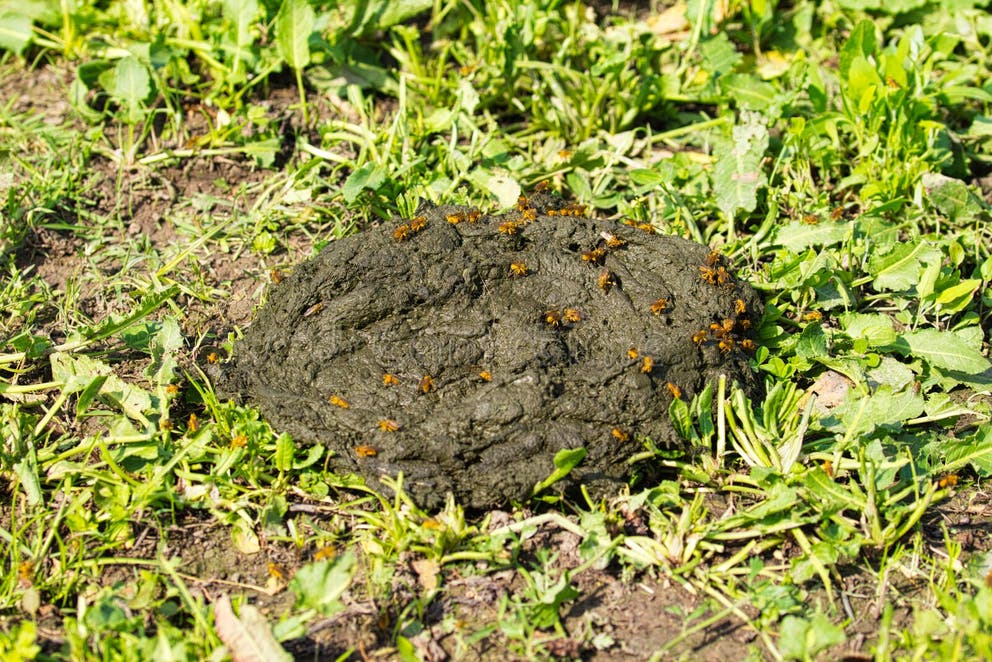 Cow Dung with Flies in Grass of Meadow Stock Photo - Image of excrement ...