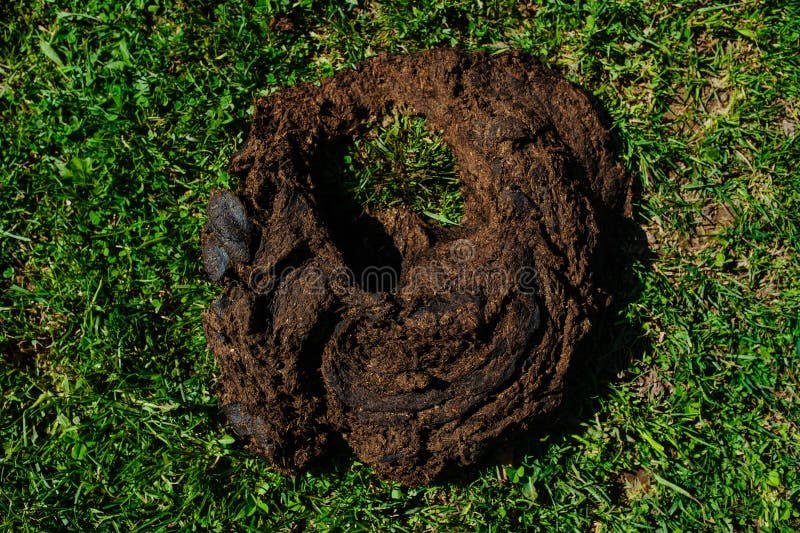 Cow dung on green grass stock photo. Image of scene - 316238870