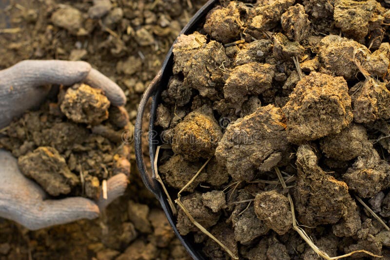 Cow Dung or Manure for Planting Stock Photo - Image of farmer, earth ...